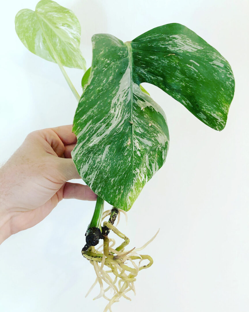 How to Propagate Monstera in Water: 3 Easy Steps (w/ photos)