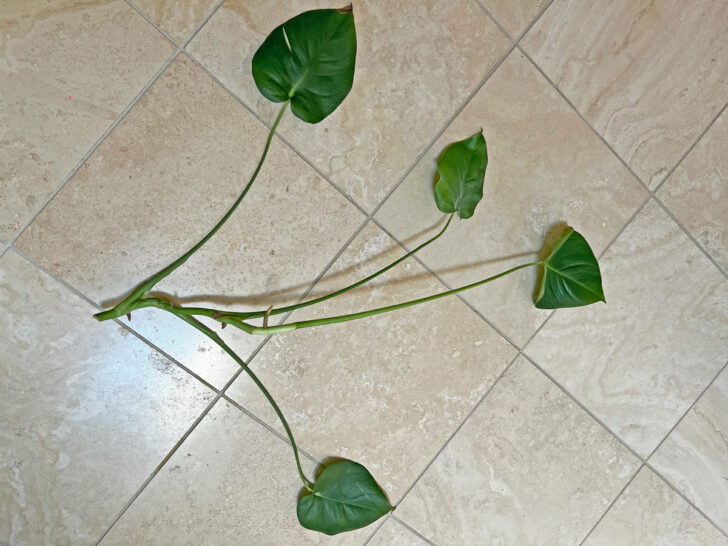 How to Propagate Monstera in Water: 3 Easy Steps (w/ photos)