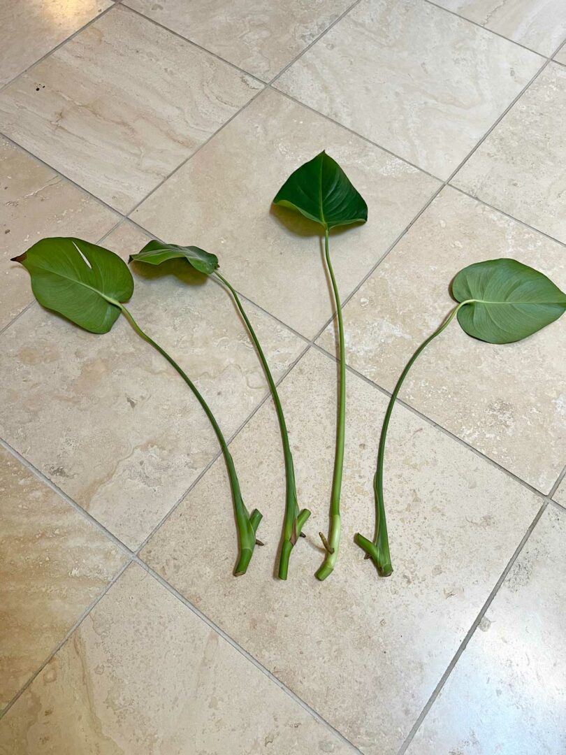 How to Propagate Monstera in Water: 3 Easy Steps (w/ photos)