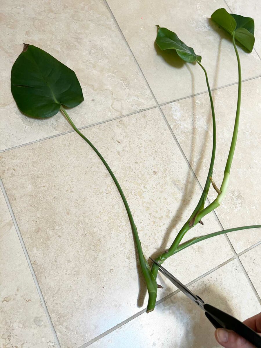 How to Propagate Monstera in Water: 3 Easy Steps (w/ photos)