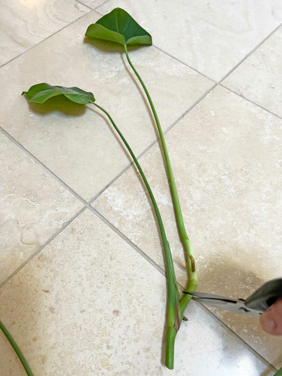 How to Propagate Monstera in Water: 3 Easy Steps (w/ photos)