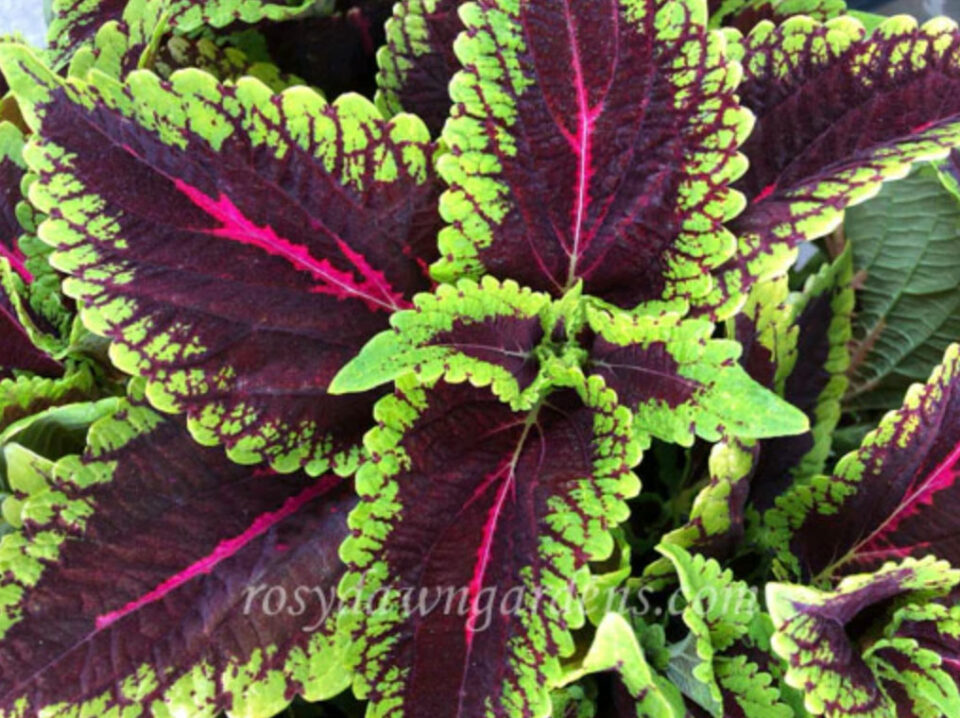 Purple Coleus: 48 Spectacular Varieties for Your Garden