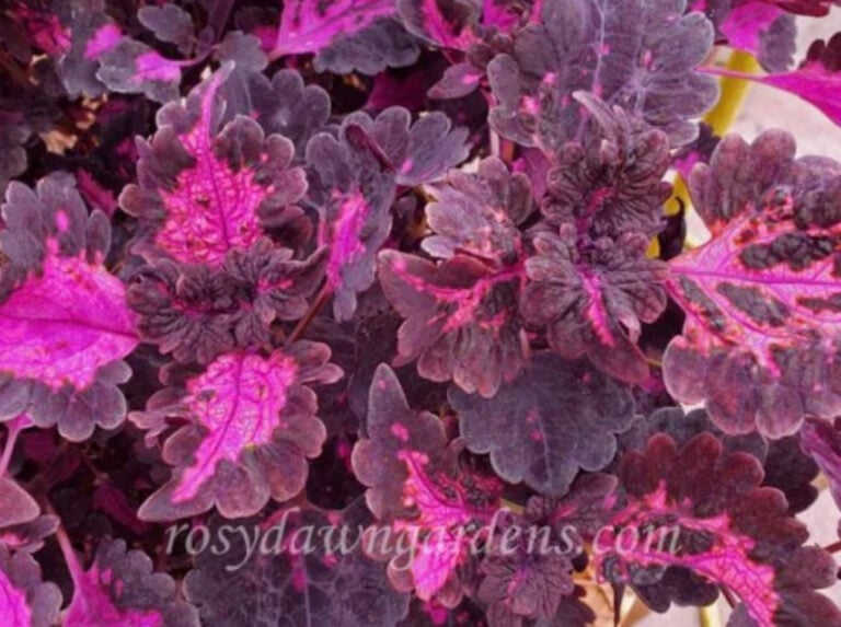 Purple Coleus: 48 Spectacular Varieties for Your Garden