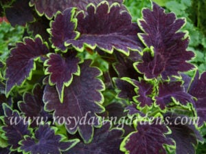 Purple Coleus: 48 Spectacular Varieties for Your Garden