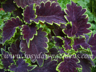 Purple Coleus: 48 Spectacular Varieties for Your Garden