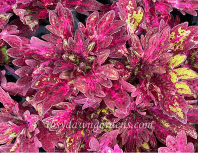 Purple Coleus: 48 Spectacular Varieties for Your Garden