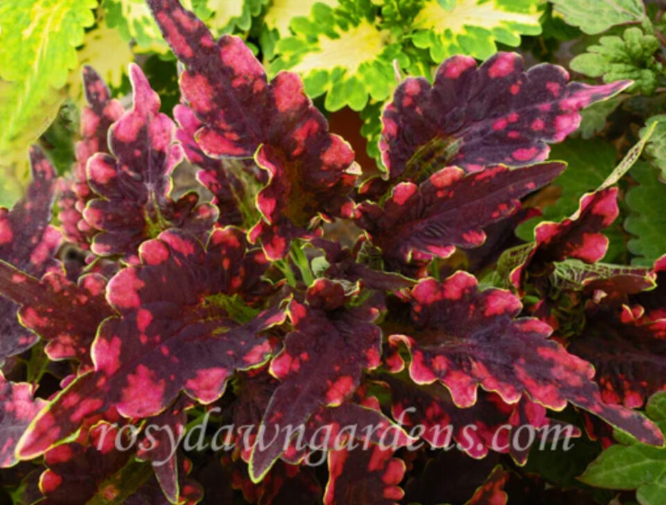 Purple Coleus: 48 Spectacular Varieties for Your Garden
