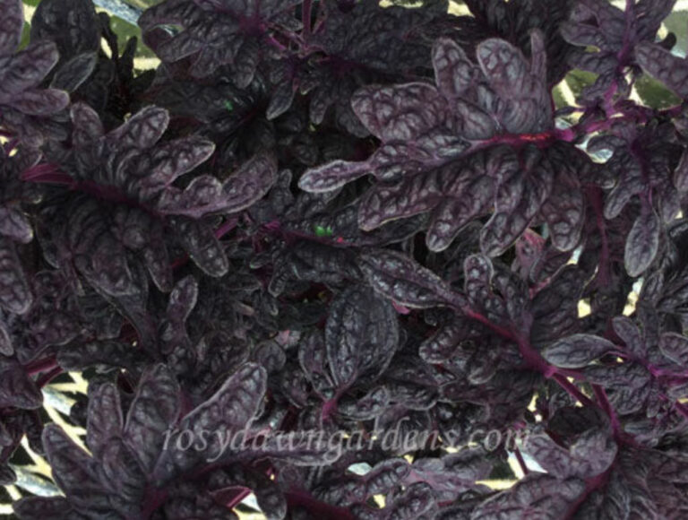 Purple Coleus: 48 Spectacular Varieties for Your Garden