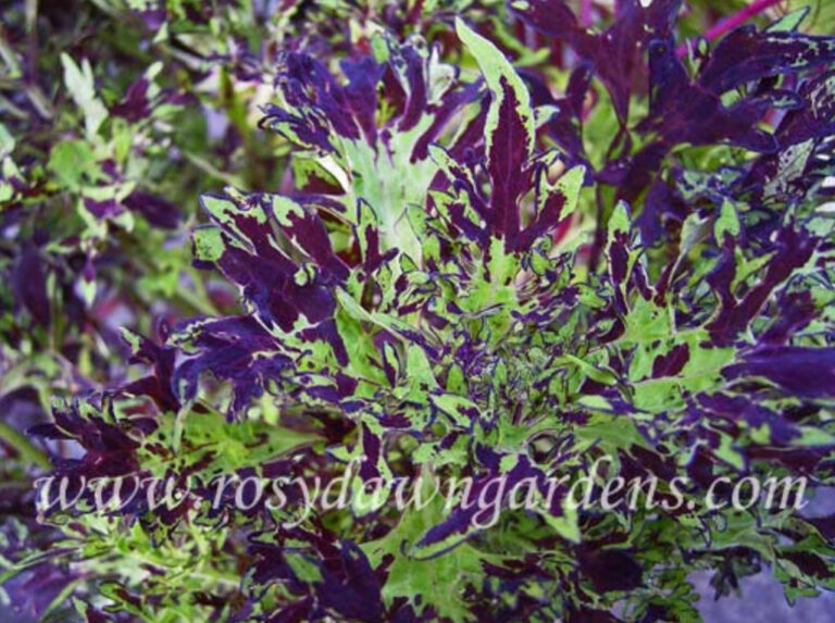 Purple Coleus: 48 Spectacular Varieties for Your Garden