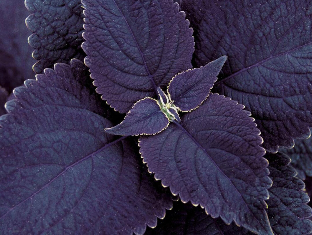 Purple Coleus: 48 Spectacular Varieties for Your Garden