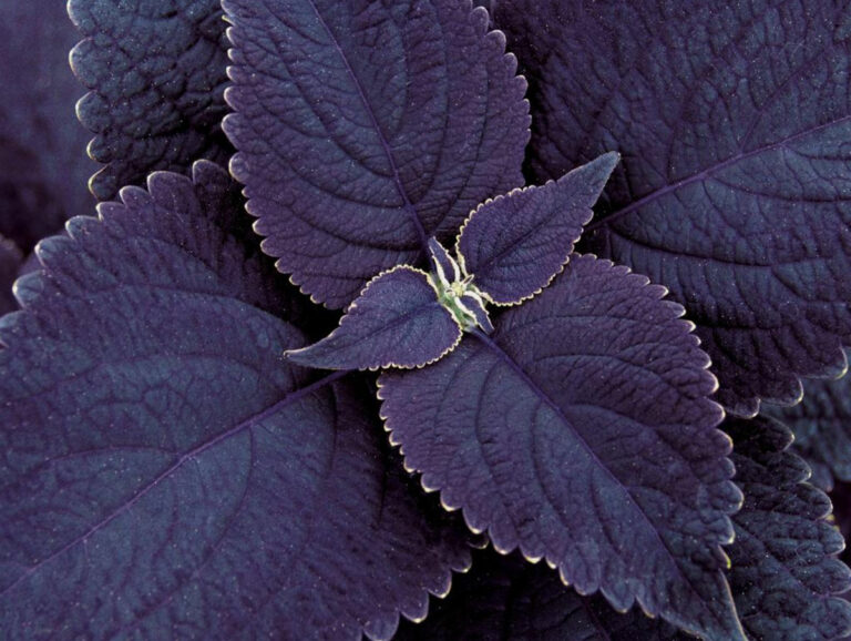 Purple Coleus: 48 Spectacular Varieties for Your Garden