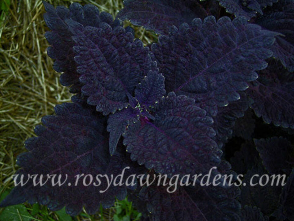 Purple Coleus: 48 Spectacular Varieties for Your Garden