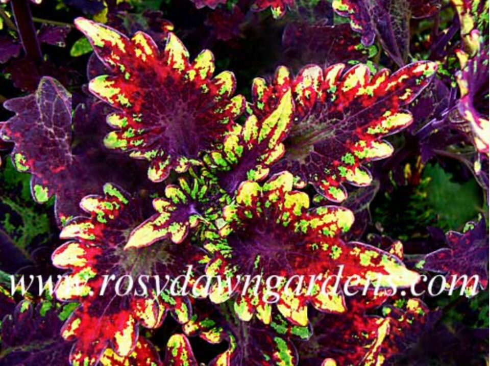Purple Coleus: 48 Spectacular Varieties for Your Garden