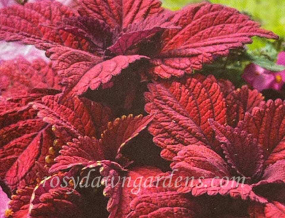 Purple Coleus: 48 Spectacular Varieties for Your Garden
