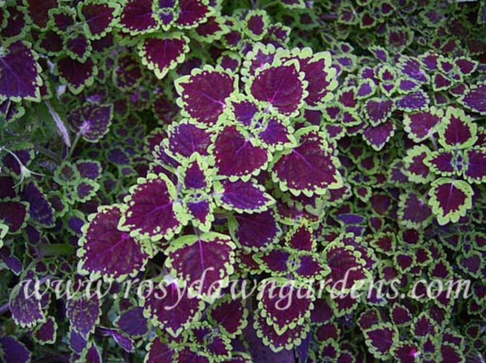 Purple Coleus: 48 Spectacular Varieties for Your Garden