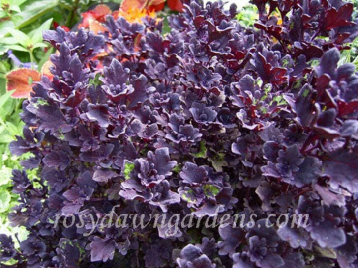 Purple Coleus: 48 Spectacular Varieties for Your Garden