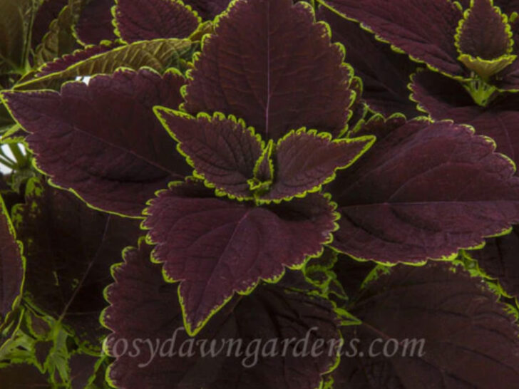 Purple Coleus: 48 Spectacular Varieties for Your Garden