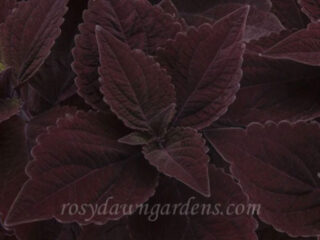 Purple Coleus: 48 Spectacular Varieties for Your Garden