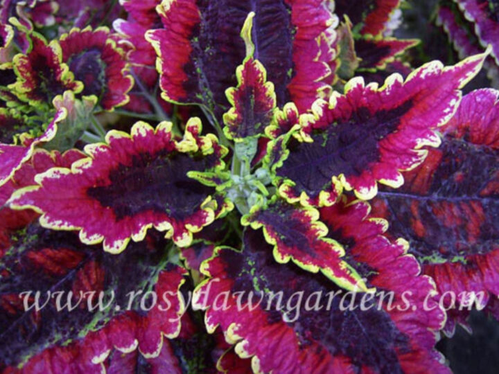 Purple Coleus: 48 Spectacular Varieties for Your Garden