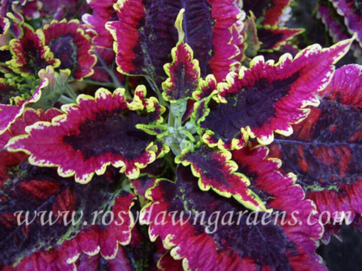 Purple Coleus: 48 Spectacular Varieties for Your Garden