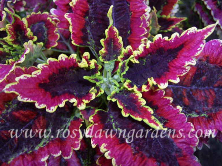 Purple Coleus: 48 Spectacular Varieties for Your Garden