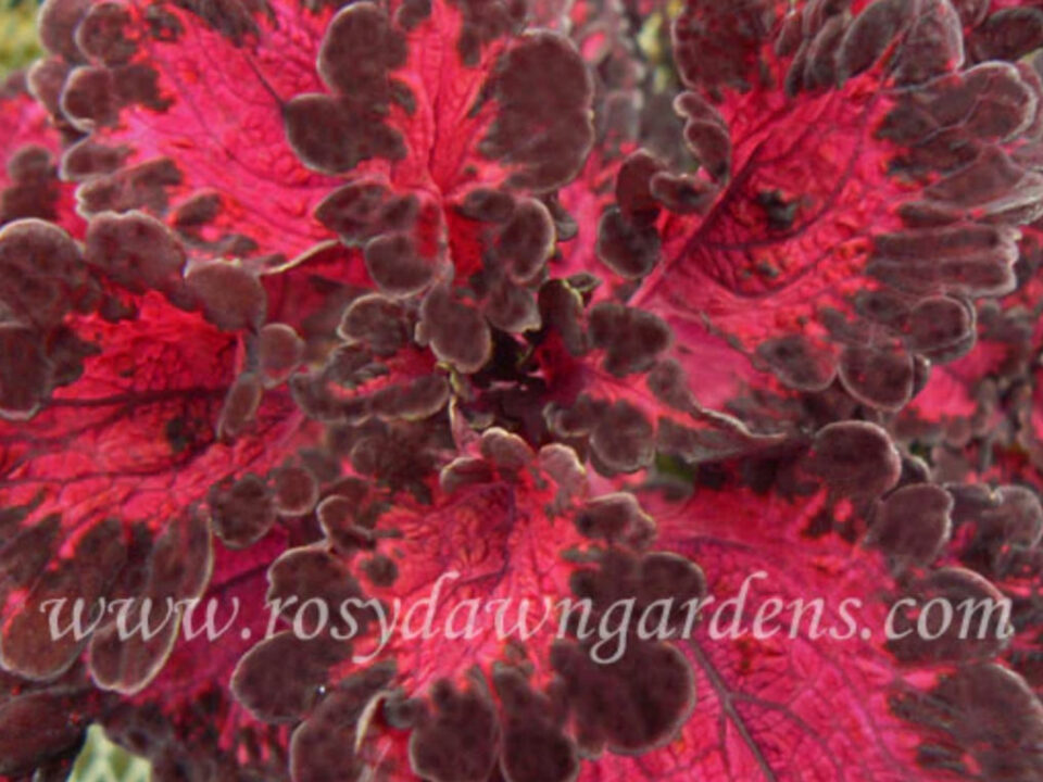 Purple Coleus: 48 Spectacular Varieties for Your Garden