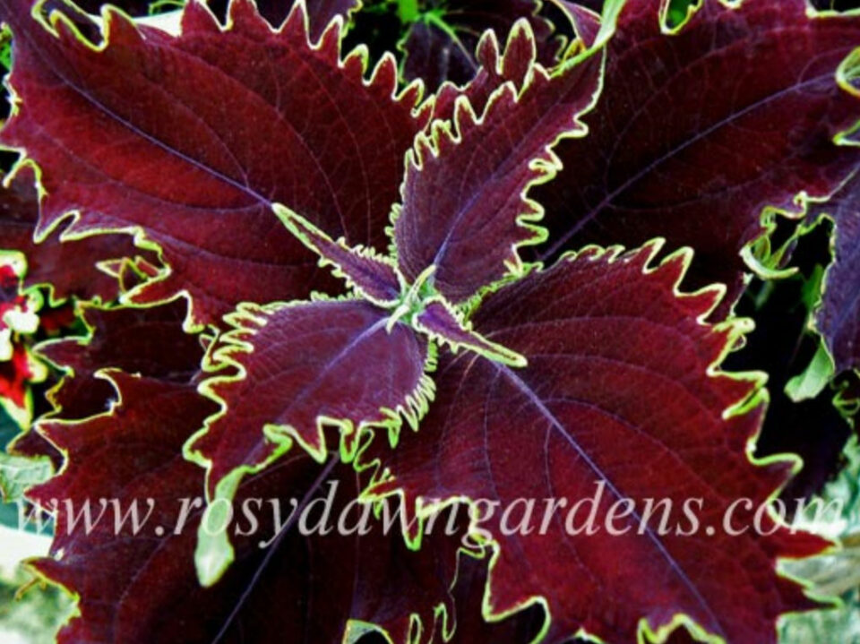 Purple Coleus: 48 Spectacular Varieties for Your Garden