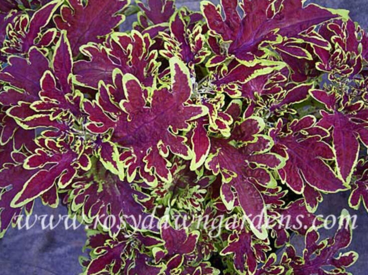 Purple Coleus: 48 Spectacular Varieties for Your Garden