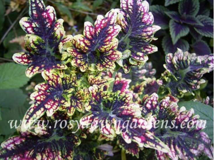 Purple Coleus: 48 Spectacular Varieties for Your Garden