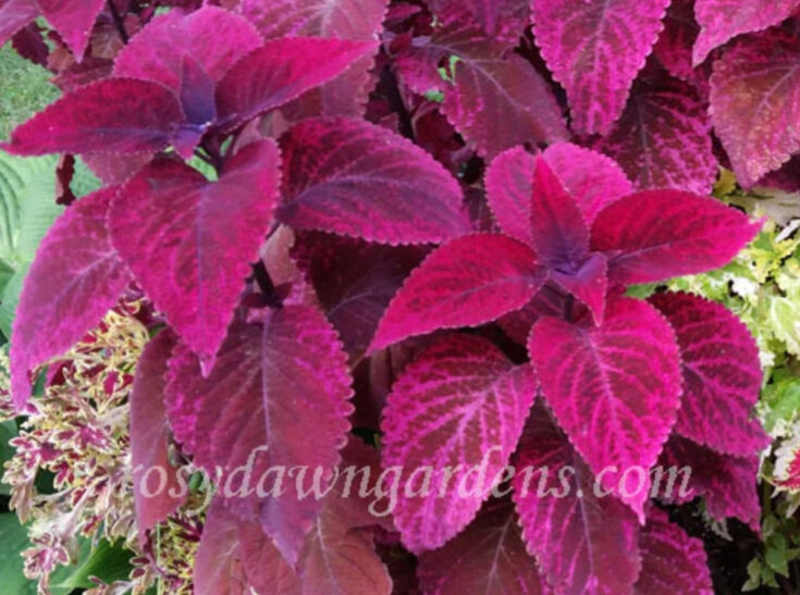 Purple Coleus: 48 Spectacular Varieties for Your Garden