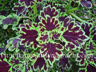 Purple Coleus: 48 Spectacular Varieties for Your Garden
