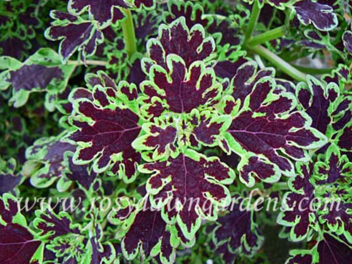 Purple Coleus: 48 Spectacular Varieties for Your Garden