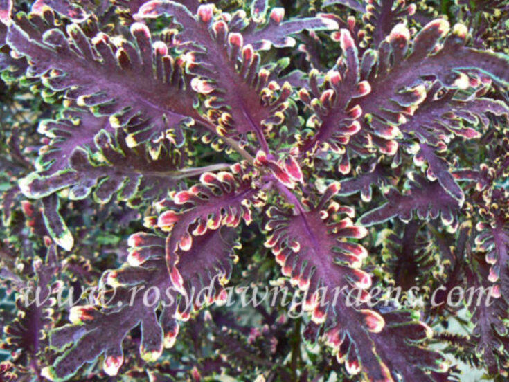 Purple Coleus: 48 Spectacular Varieties for Your Garden