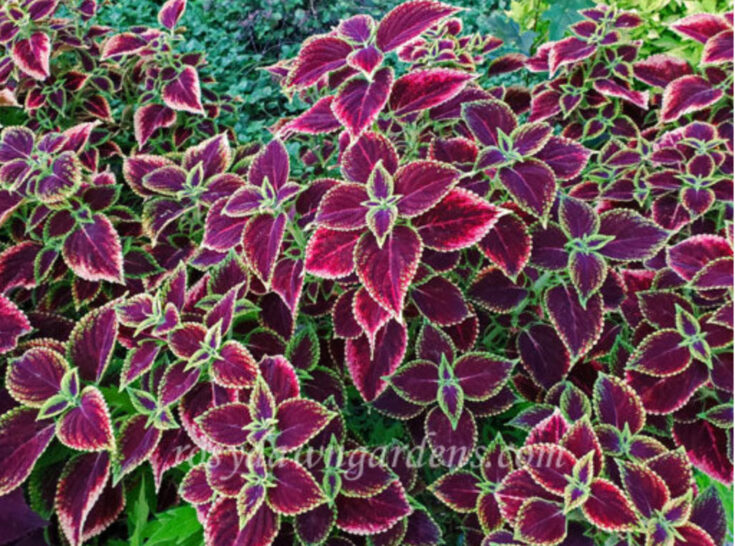 Purple Coleus: 48 Spectacular Varieties for Your Garden