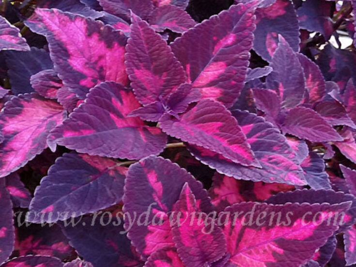 Purple Coleus: 48 Spectacular Varieties for Your Garden