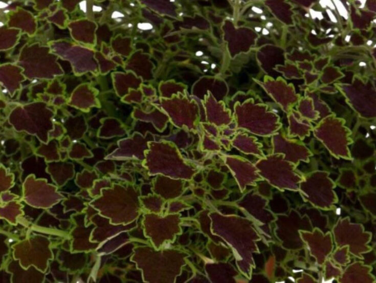 Purple Coleus: 48 Spectacular Varieties for Your Garden