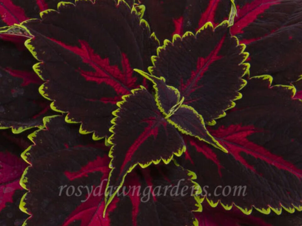 Purple Coleus: 48 Spectacular Varieties for Your Garden