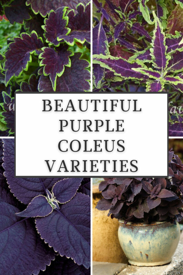 Purple Coleus: 48 Spectacular Varieties for Your Garden