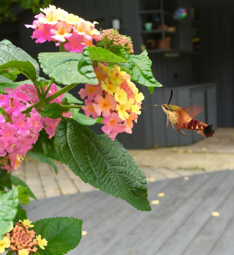 How to Grow Lantana in Pots: Ultimate Care Guide