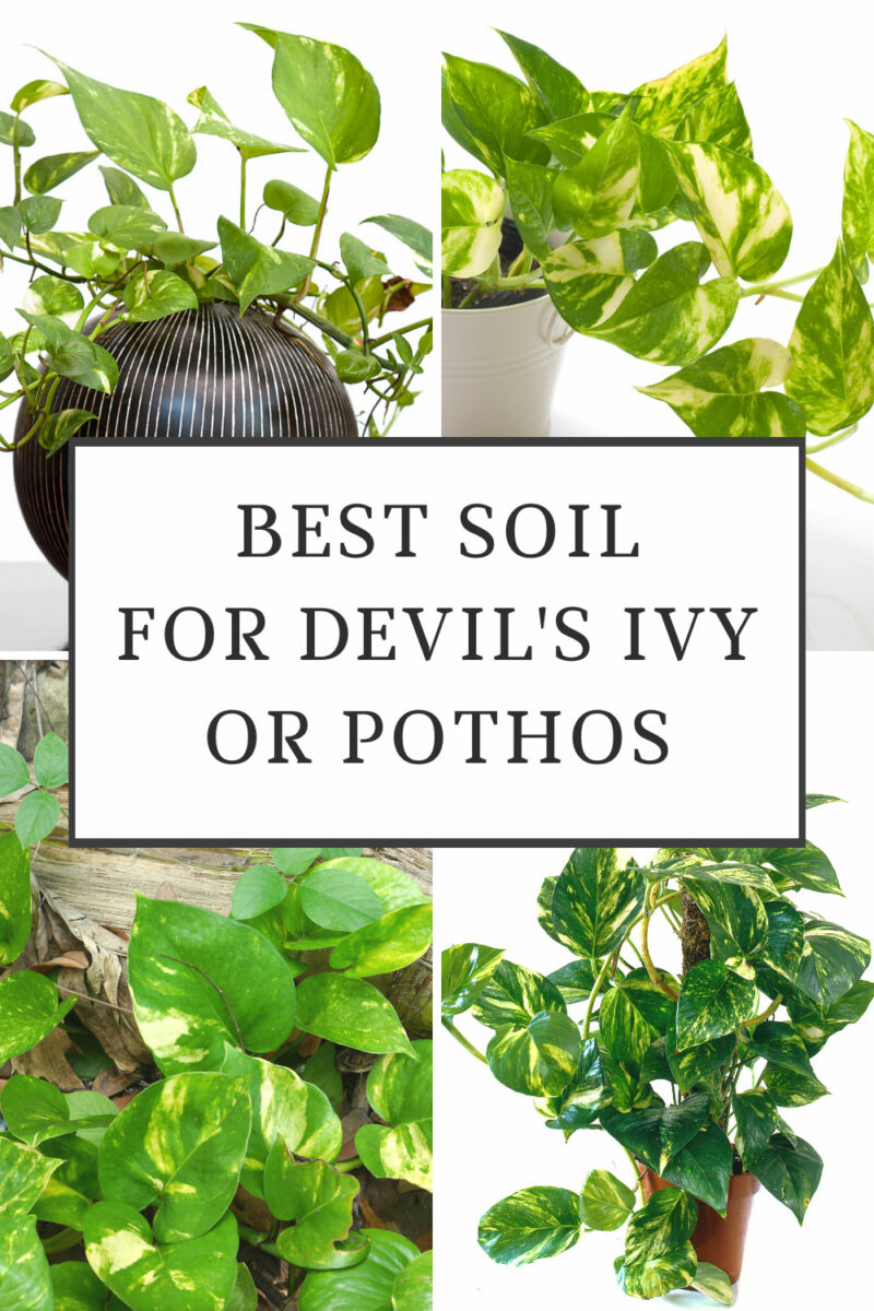 The Very Best Soil for Devils Ivy: 3 Awesome Choices