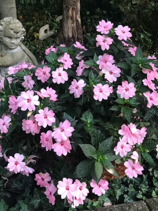 How to Grow Mandevilla in a Pot: 7 Easy Growing Tips