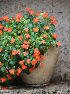 How to Grow Impatiens in Pots: 5 Important Tips