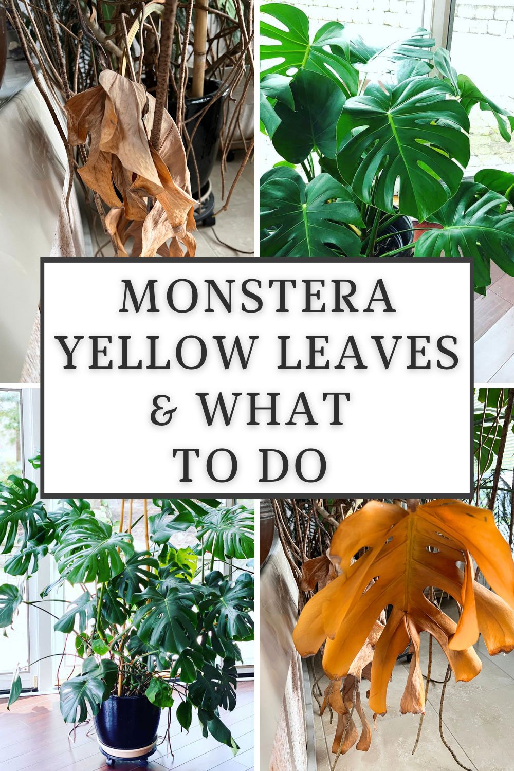 Monstera Yellow Leaves: Top 7 Causes + Extra Tips