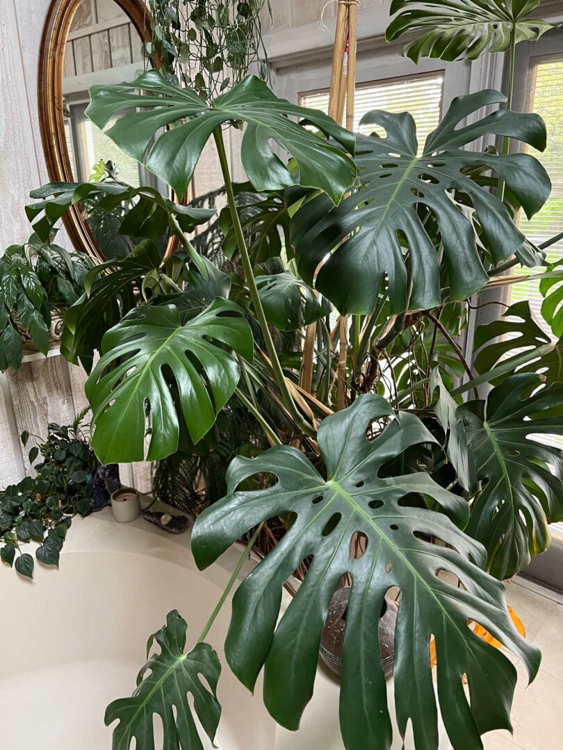 Monstera Yellow Leaves: Top 7 Causes + Extra Tips