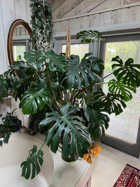 Monstera Yellow Leaves: Top 7 Causes + Extra Tips