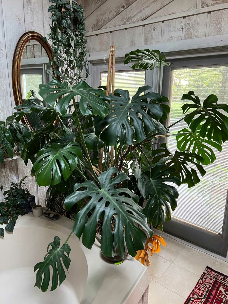 Monstera Yellow Leaves: Top 7 Causes + Extra Tips