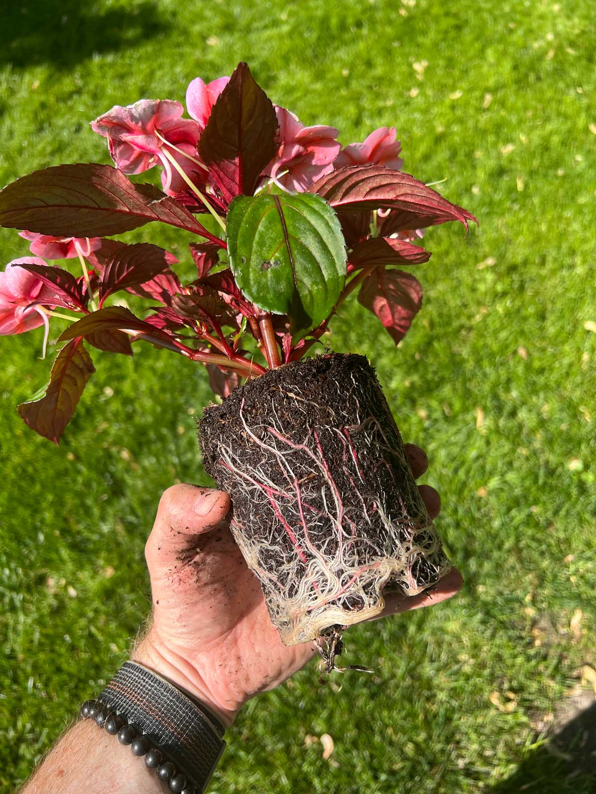 How to Grow Impatiens in Pots: 5 Important Tips