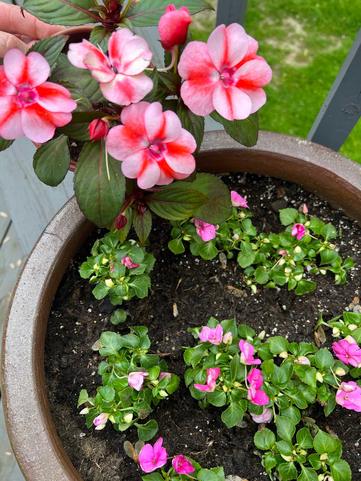 How to Grow Impatiens in Pots: 5 Important Tips