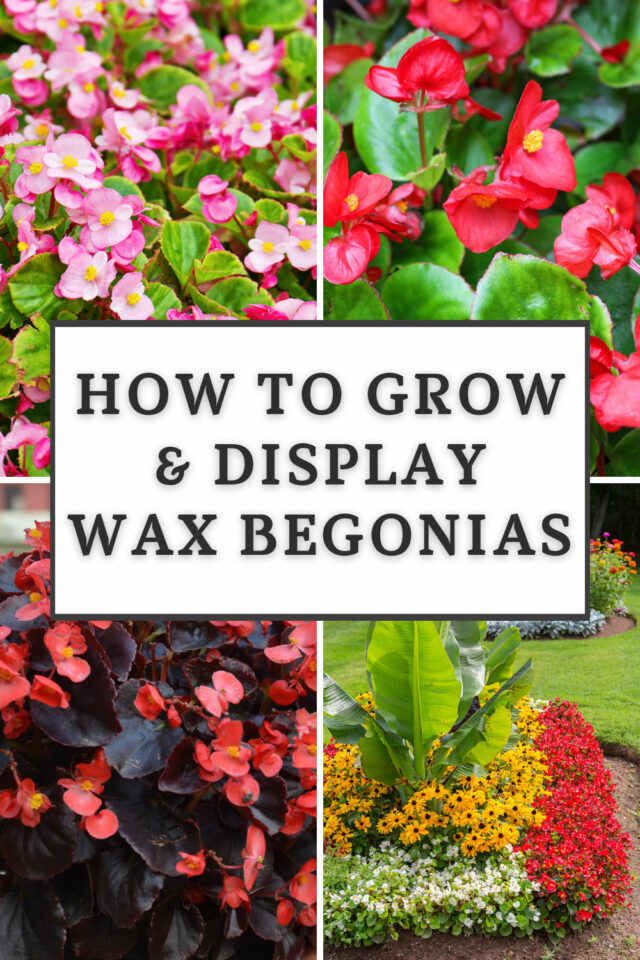 Wax Begonia Care: 11 Easy Tips to Know For Growing