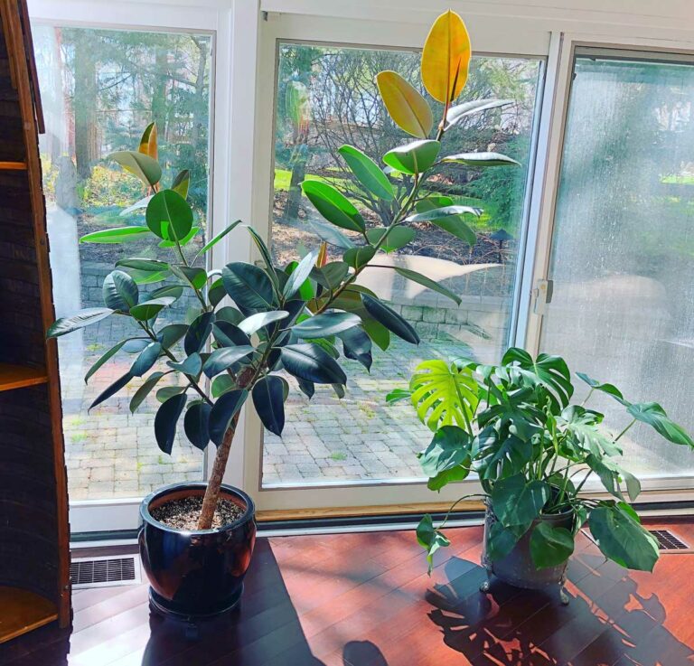 Rubber Plant Varieties: 11 Ficus Elastica Types (w/ Pics)